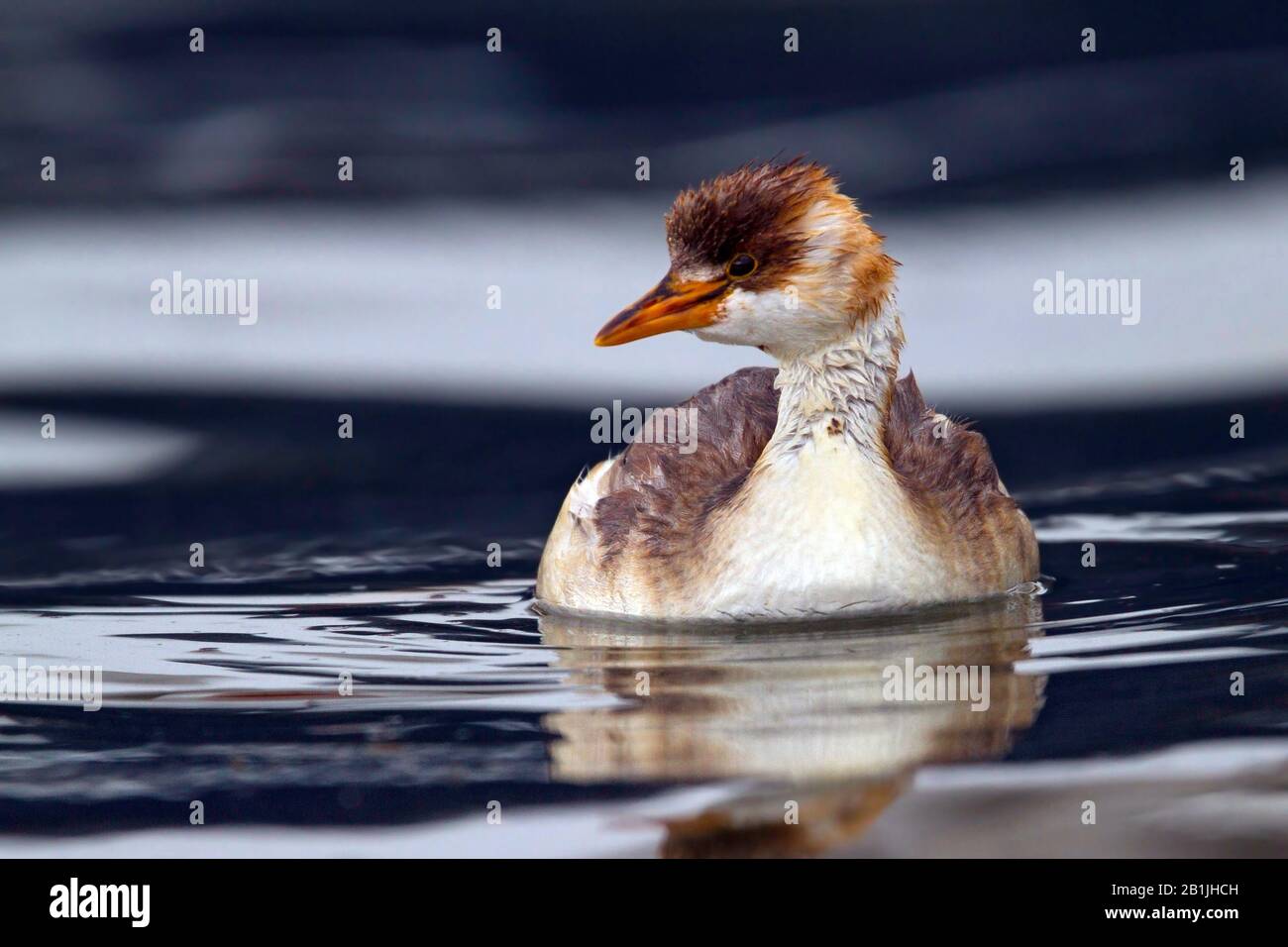 Titicaca Grebe (Rollandia microptera), swimming, South America, Lake ...