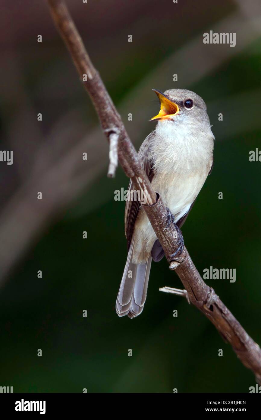 swamp flycatcher (Muscicapa aquatica), a wdespread African species of ...