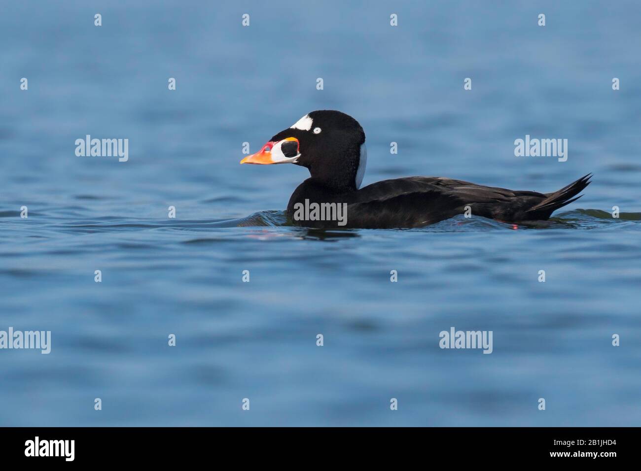 surf scoter (Melanitta perspicillata), male swimming, North America ...