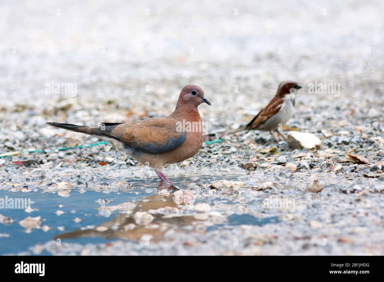 Iranian laughing dove (Streptopelia senegalensis), female on the ground ...