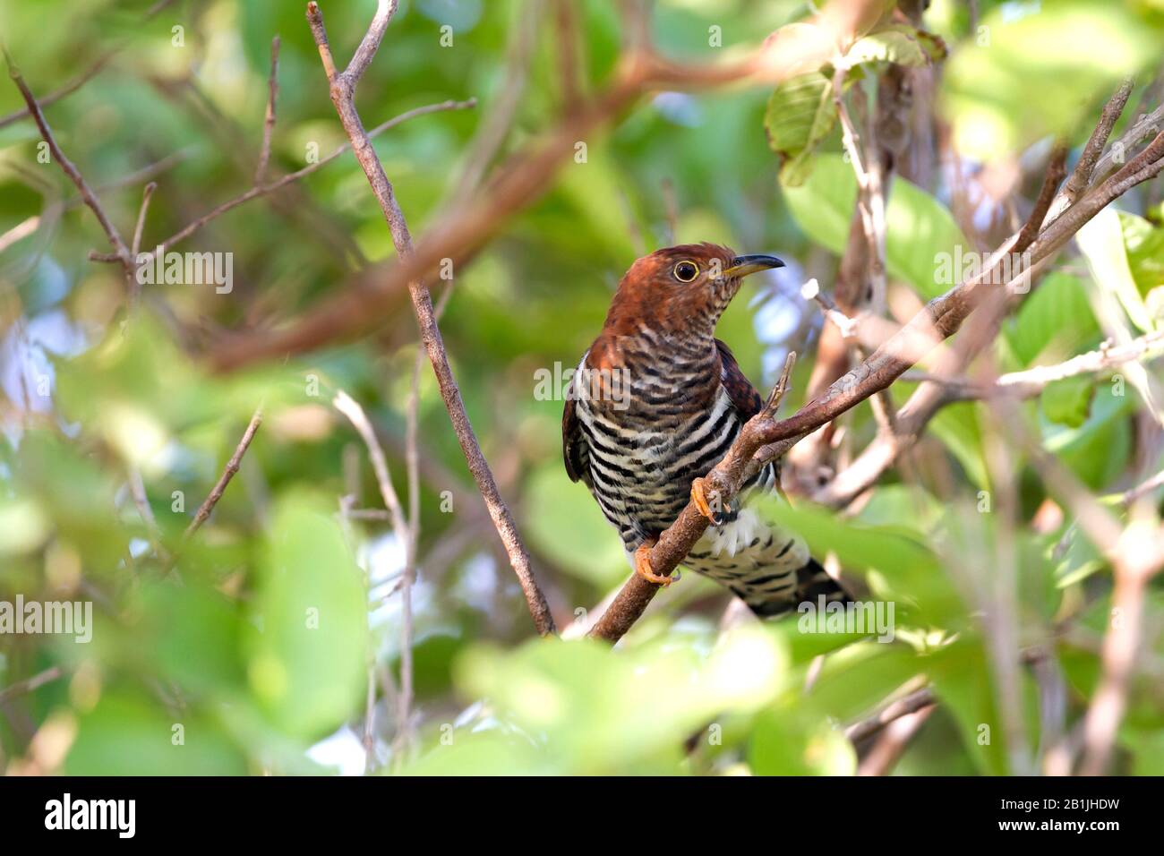 Female cuckoo bird hi-res stock photography and images - Alamy