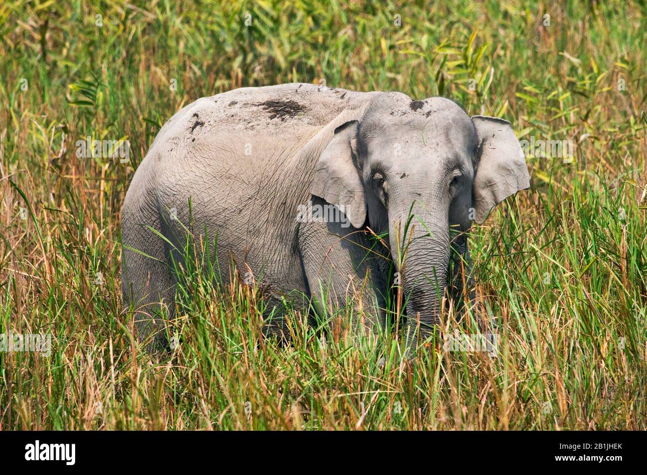 Indian elephant (Elephas maximus indicus, Elephas maximus bengalensis ...