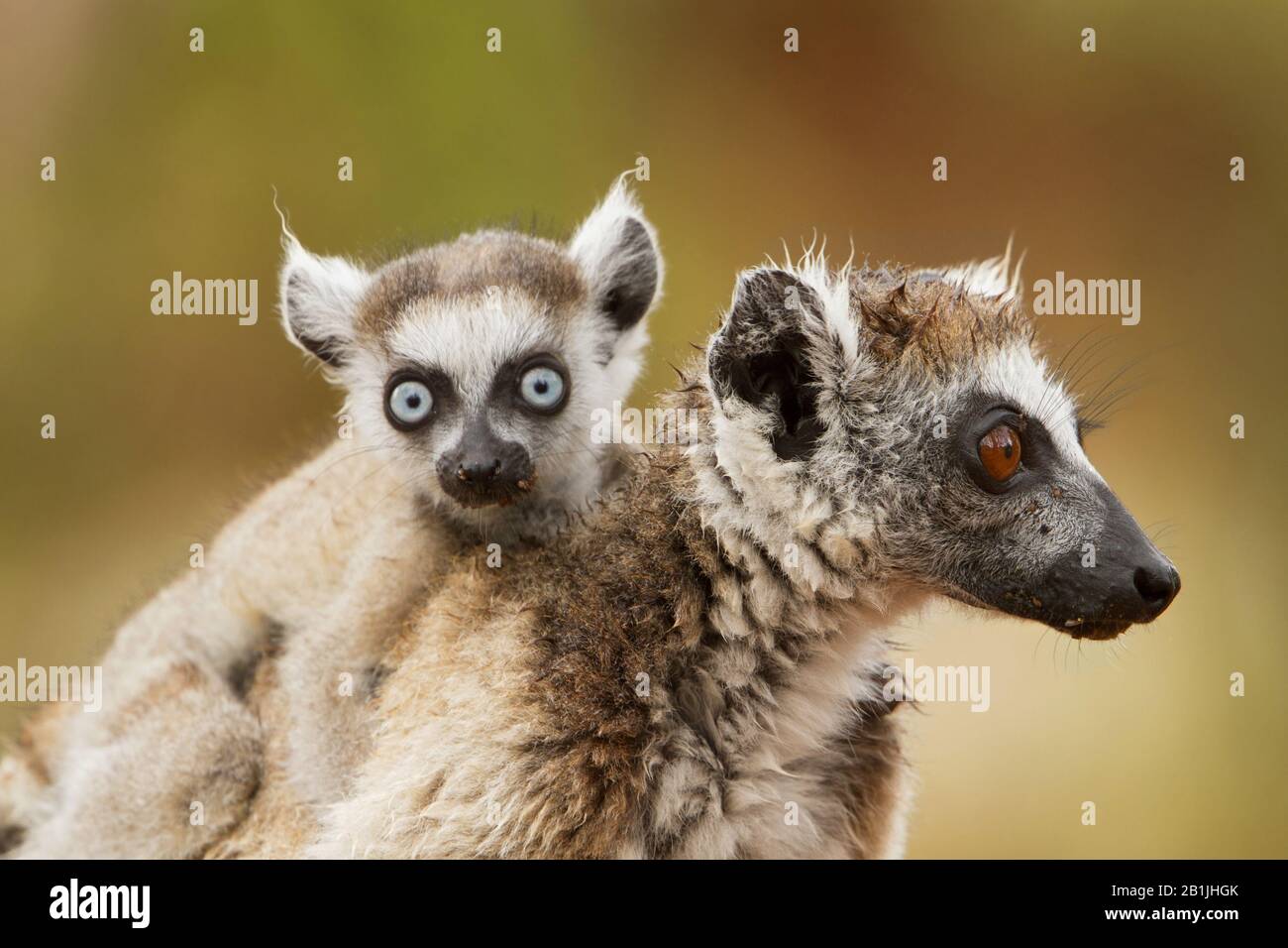 ring-tailed lemur (Lemur catta), female with young animal on the back ...