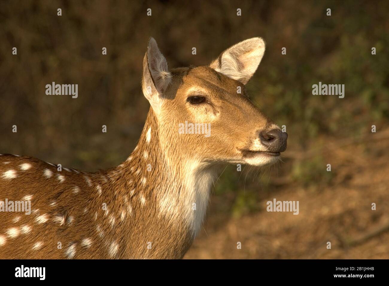 spotted deer, axis deer, chital (Axis axis, Cervus axis), portrait ...