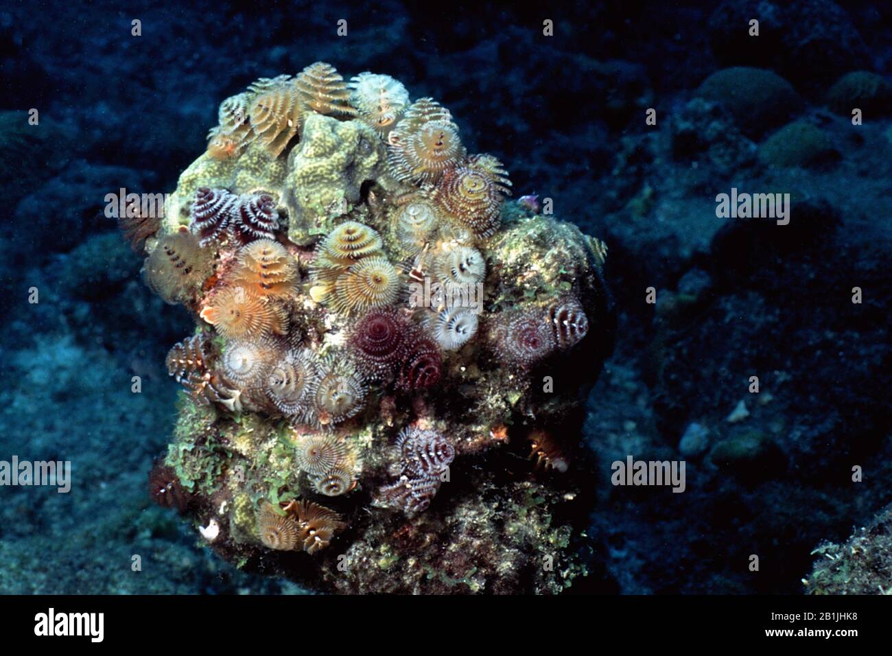 Spiral-gilled tubeworm, Christmas tree worm (Spirobranchus giganteus ...
