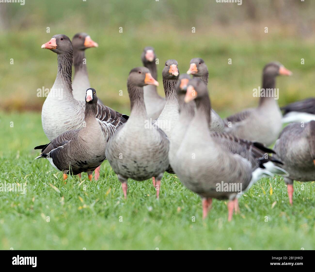 Lesser white fronted goose in germany hi-res stock photography and ...