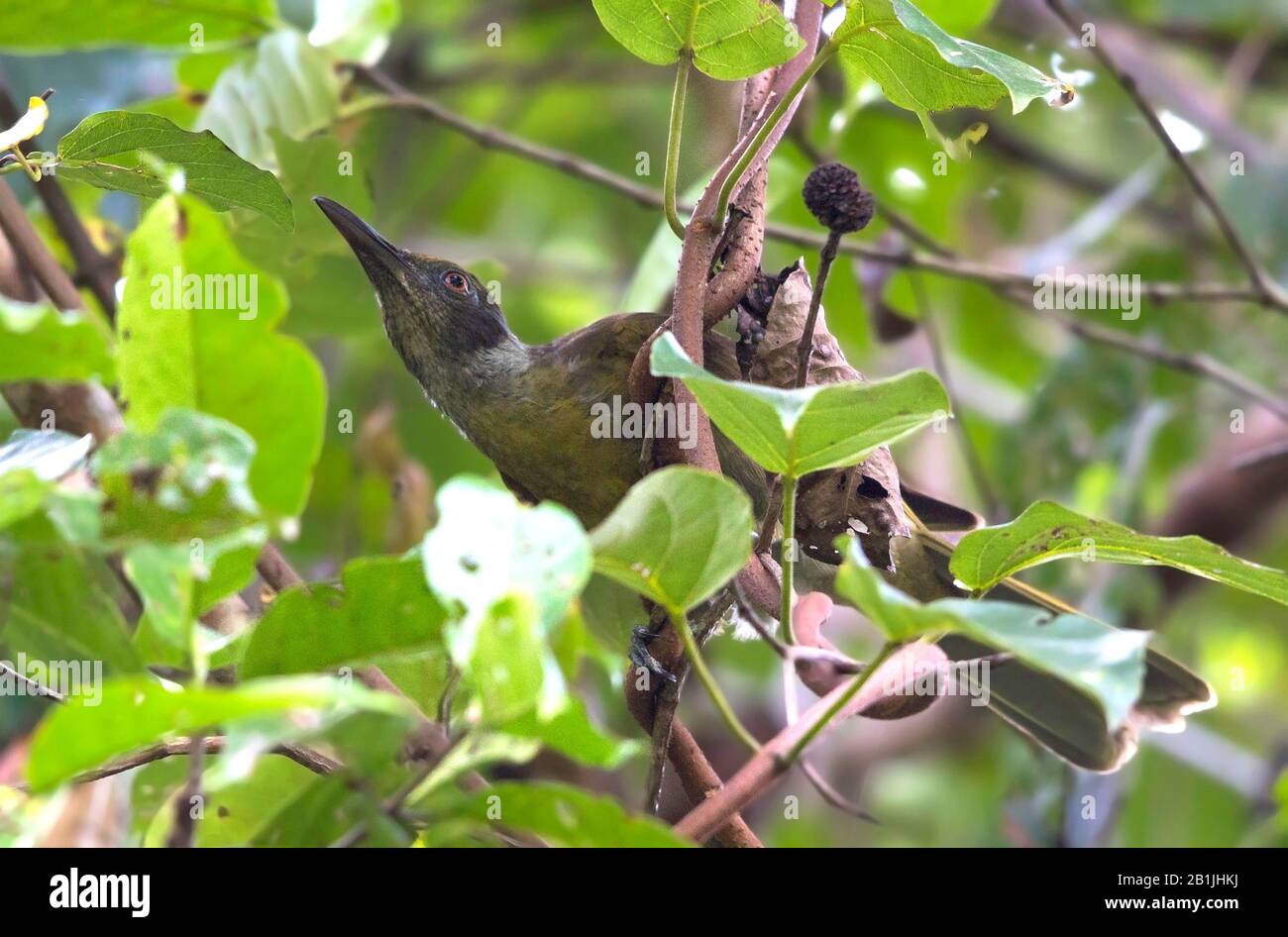 grey-collared oriole (Oriolus forsteni), an endemic bird species from ...