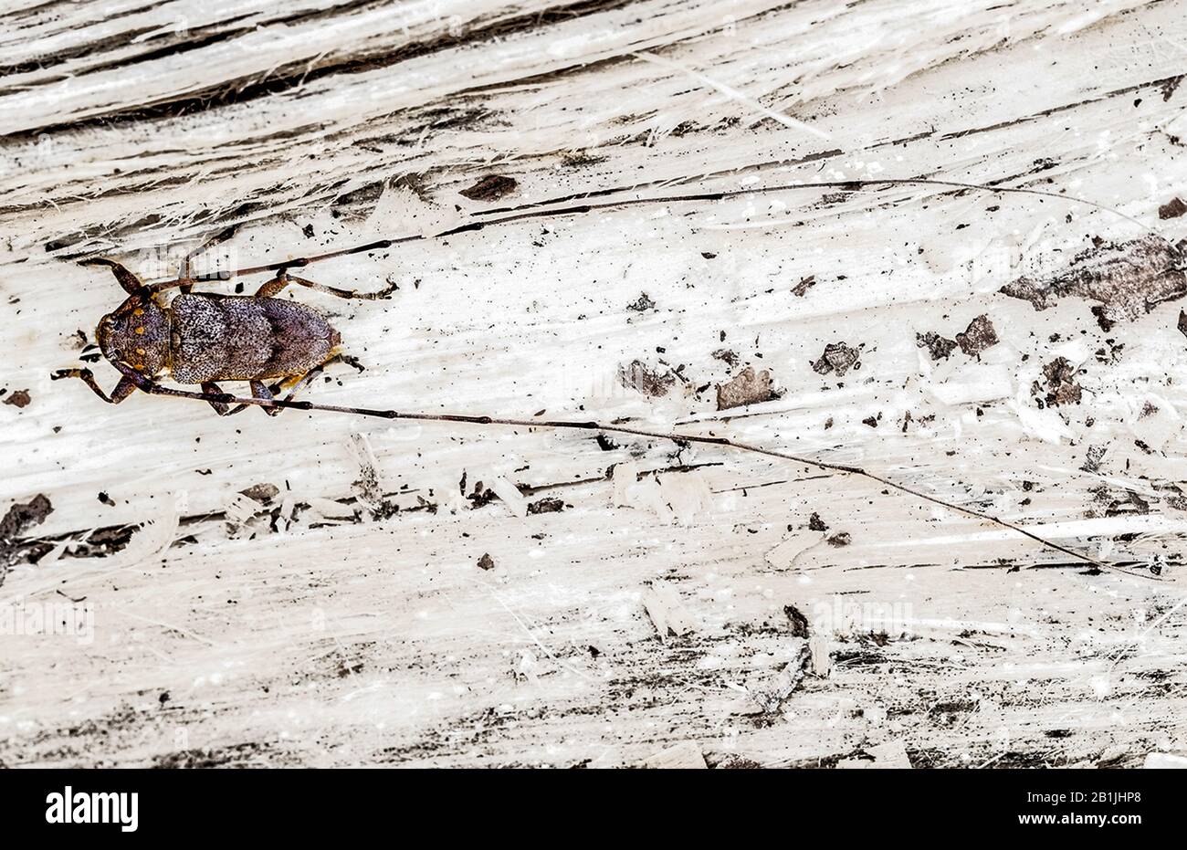 Timberman beetles hi-res stock photography and images - Alamy