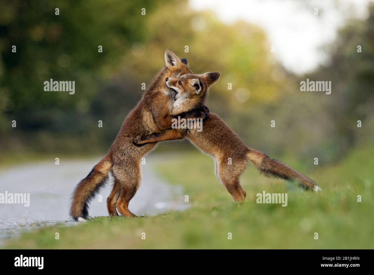 red fox (Vulpes vulpes), two embracing fox cubes, Netherlands, Northern ...