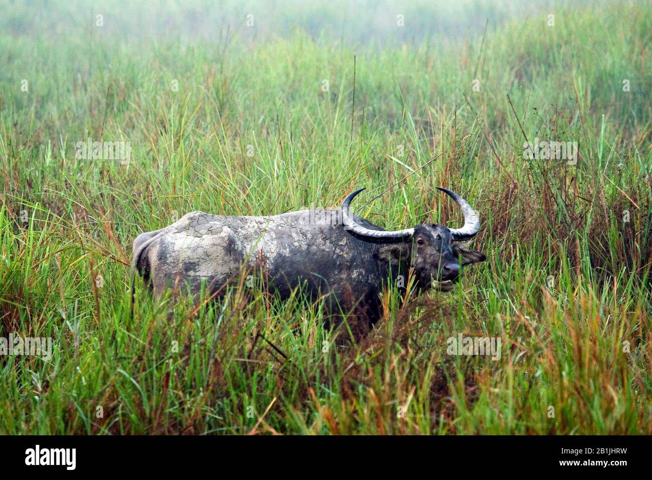 Asian water buffalo, wild water buffalo, carabao (Bubalus bubalis ...