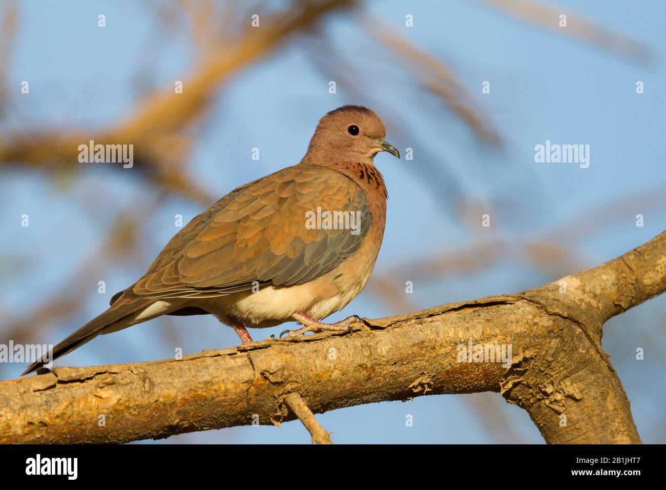 Iranian laughing dove (Streptopelia senegalensis), on a tree, Turkey ...