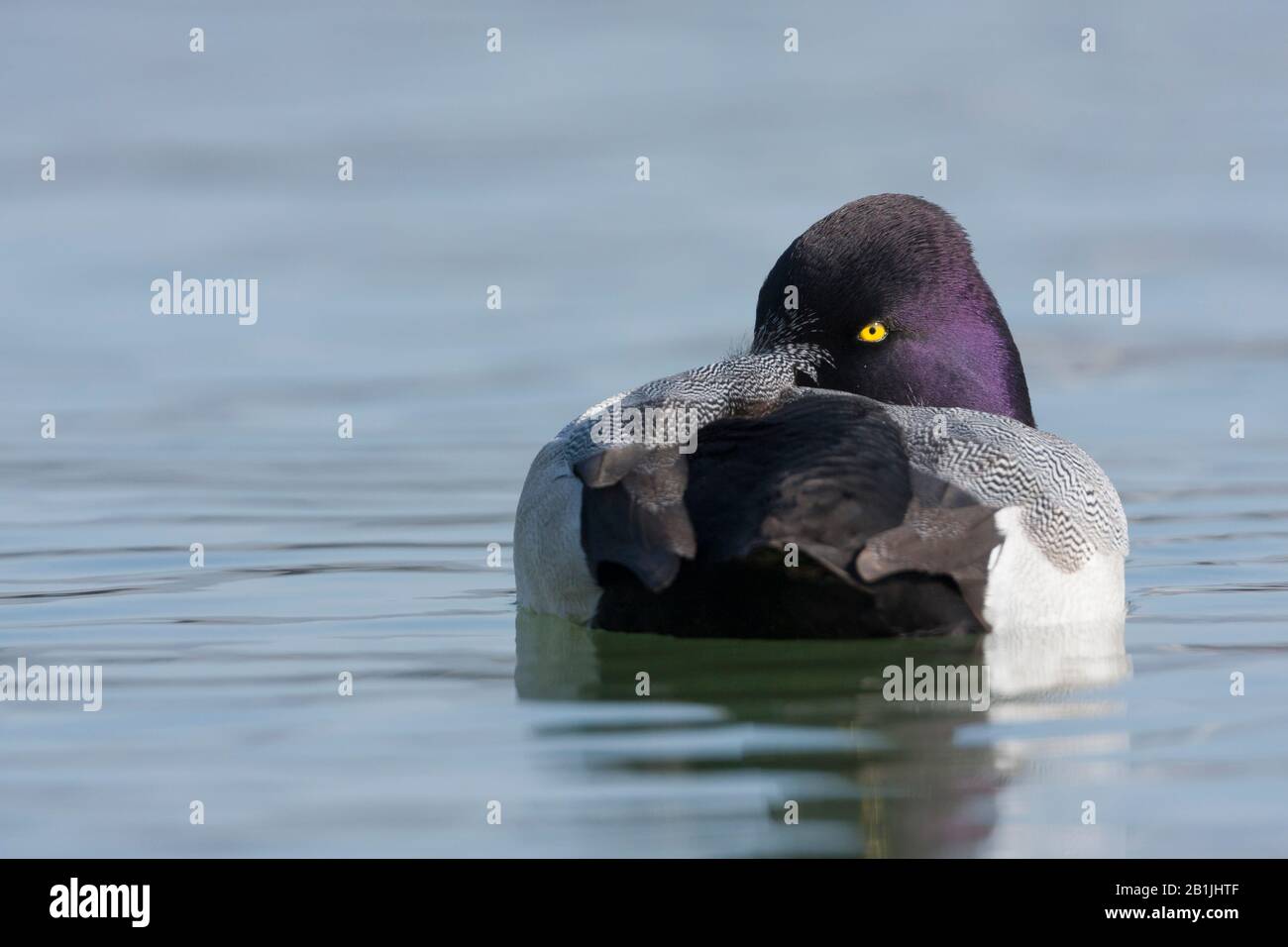 Lesser scaup (Aythya affinis), adult male, France Stock Photo - Alamy