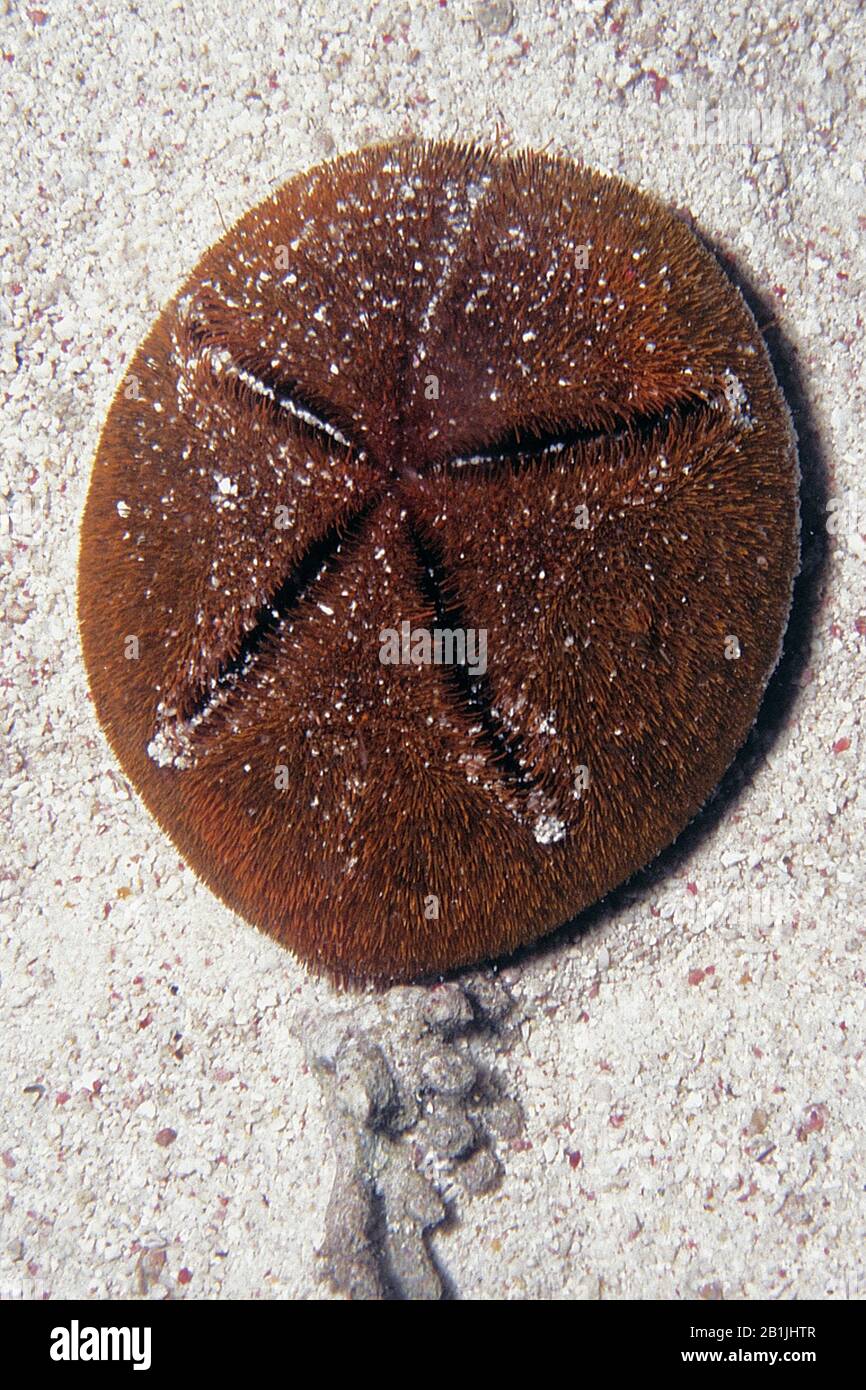 sea pussy, cake urchin, red heart urchin* (Meoma ventricosa ...