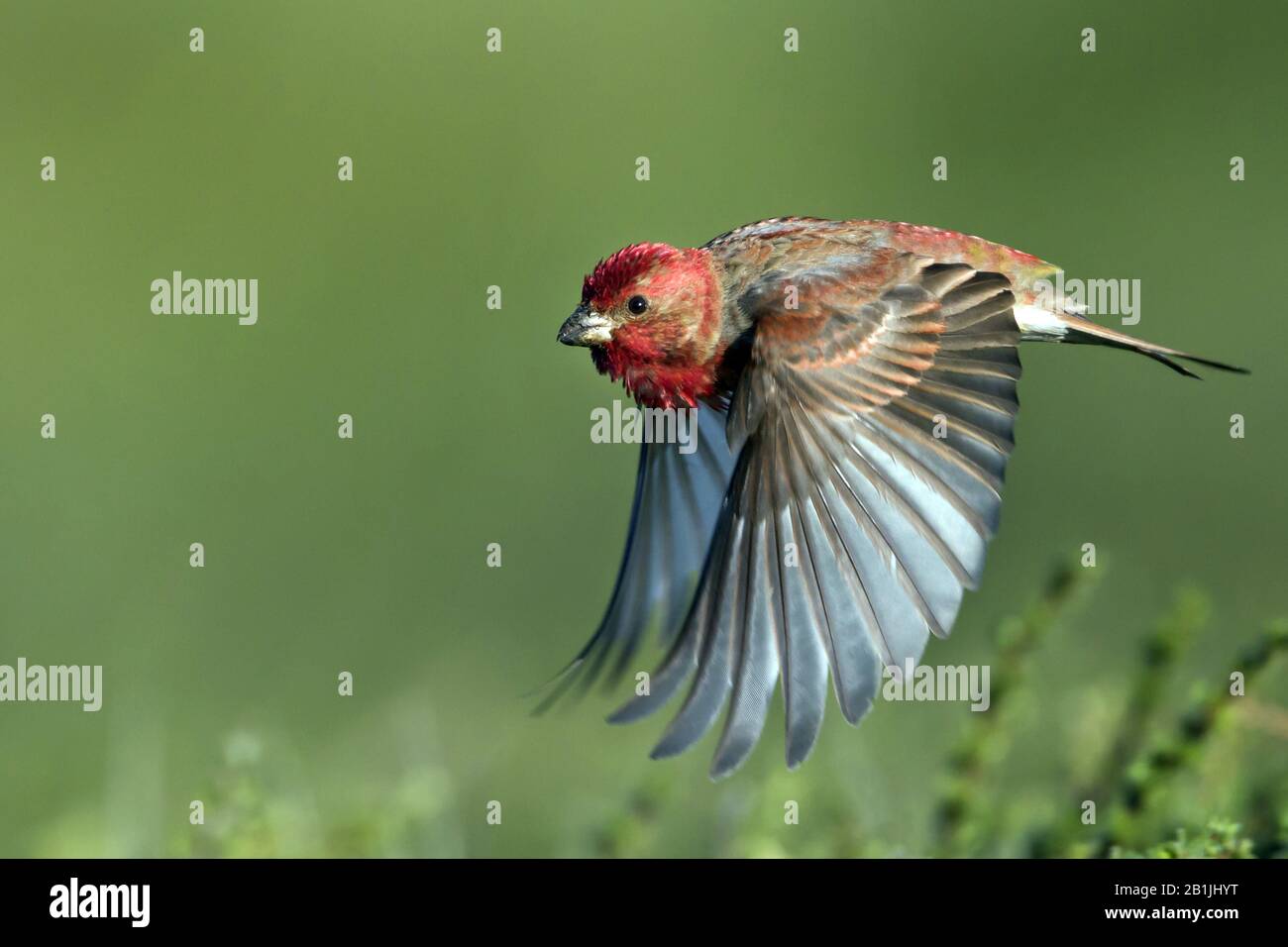 Common rosefinch (Carpodacus erythrinus ferghanensis, Carpodacus ...