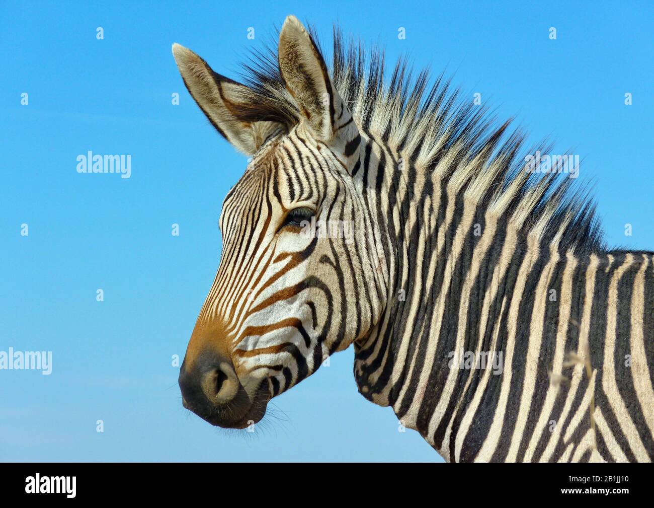 Hartmann's Mountain Zebra, Mountain Zebra (Equus zebra hartmannae ...