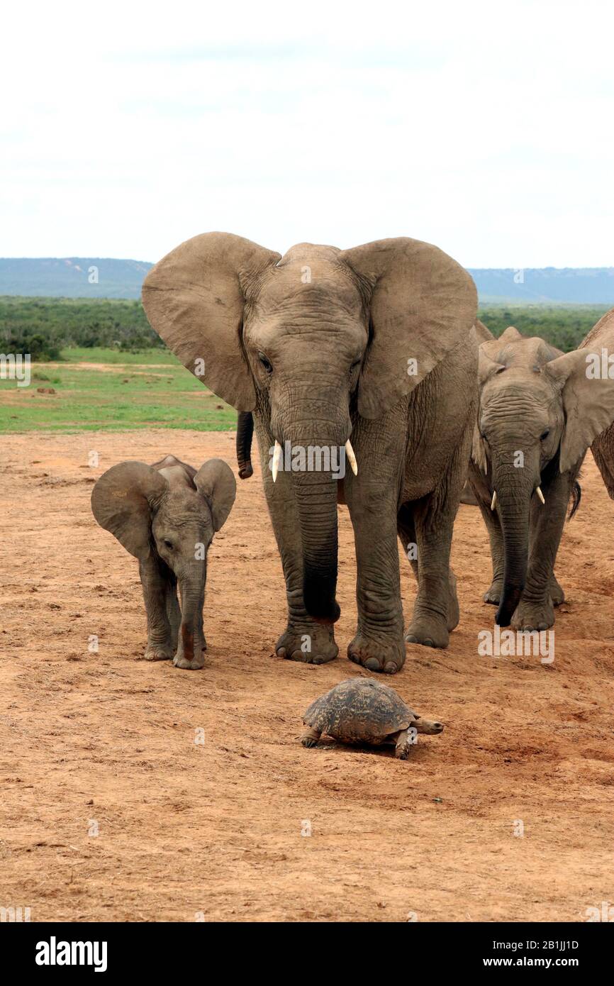 Elephant tortoises hi-res stock photography and images - Alamy
