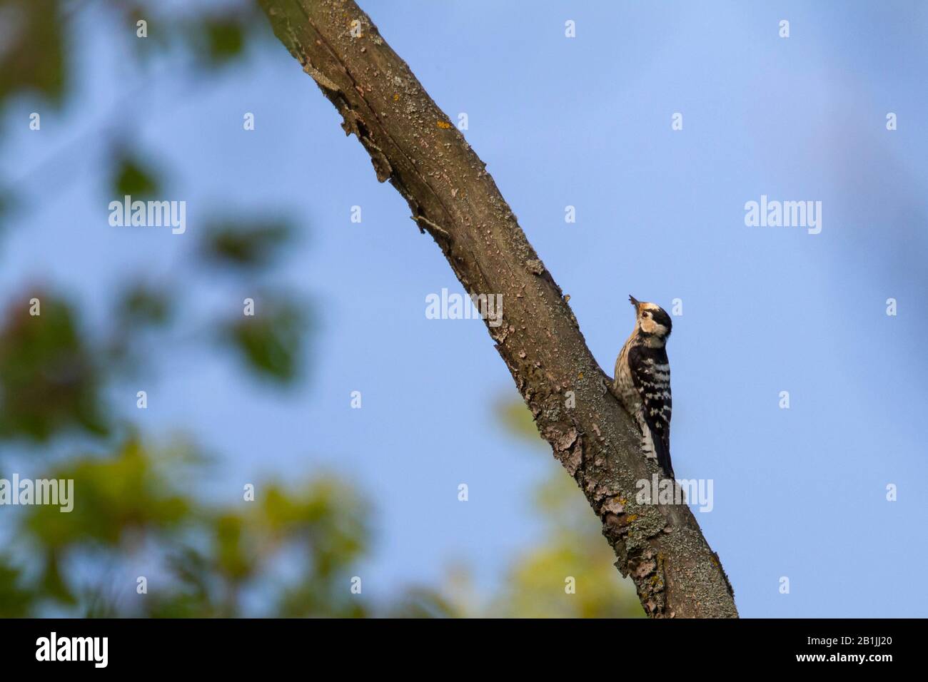lesser spotted woodpecker (Picoides minor, Dendrocopos minor, Dryobates ...