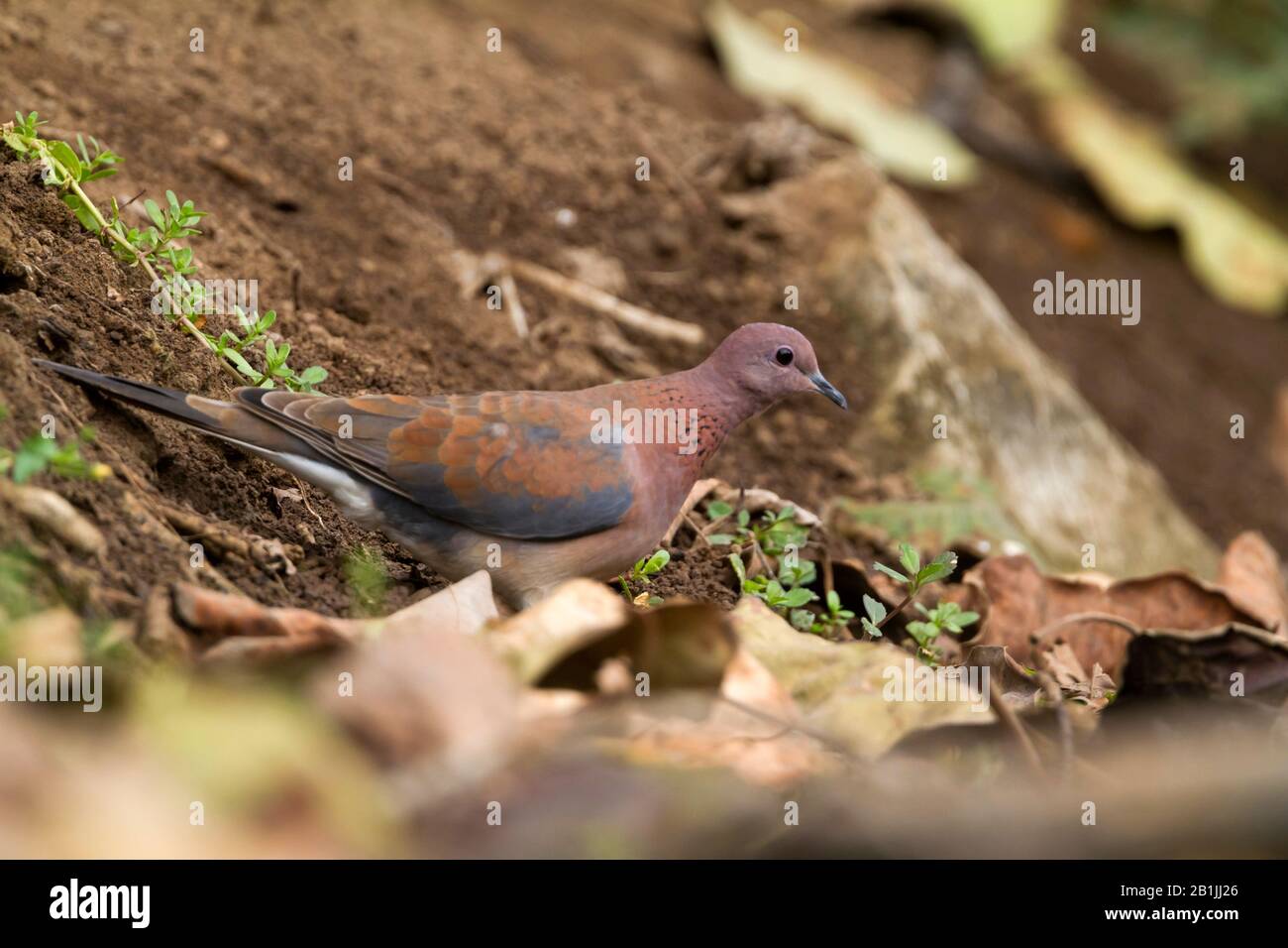 Iranian laughing dove (Streptopelia senegalensis), on the ground ...