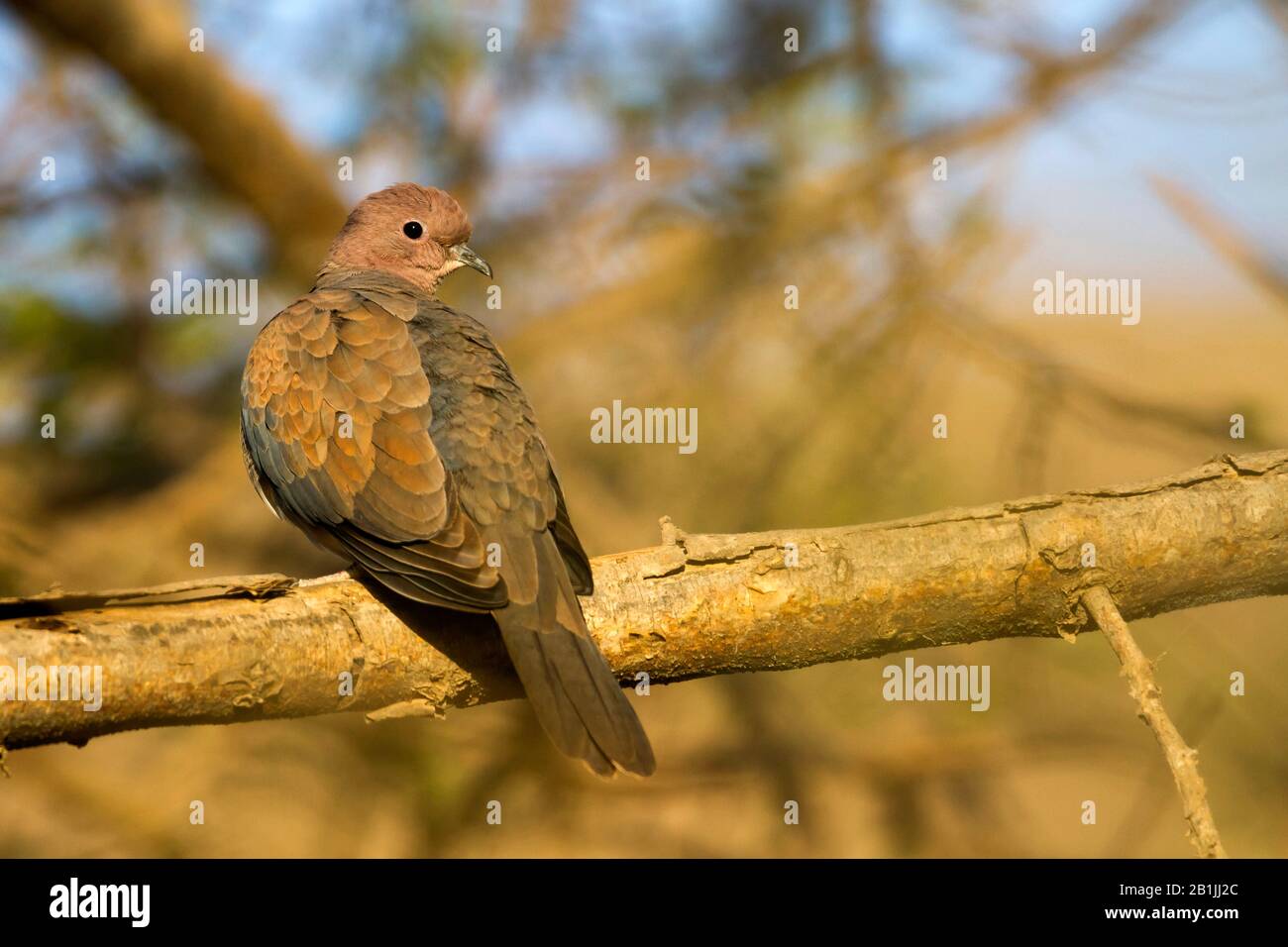 Iranian laughing dove (Streptopelia senegalensis), on a tree, Turkey ...
