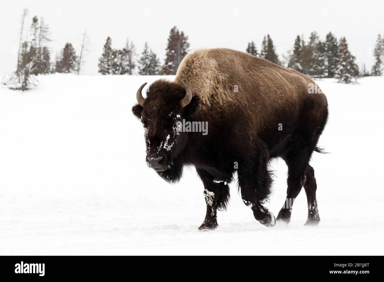 American bison, buffalo (Bison bison), walking in the snow, side view ...