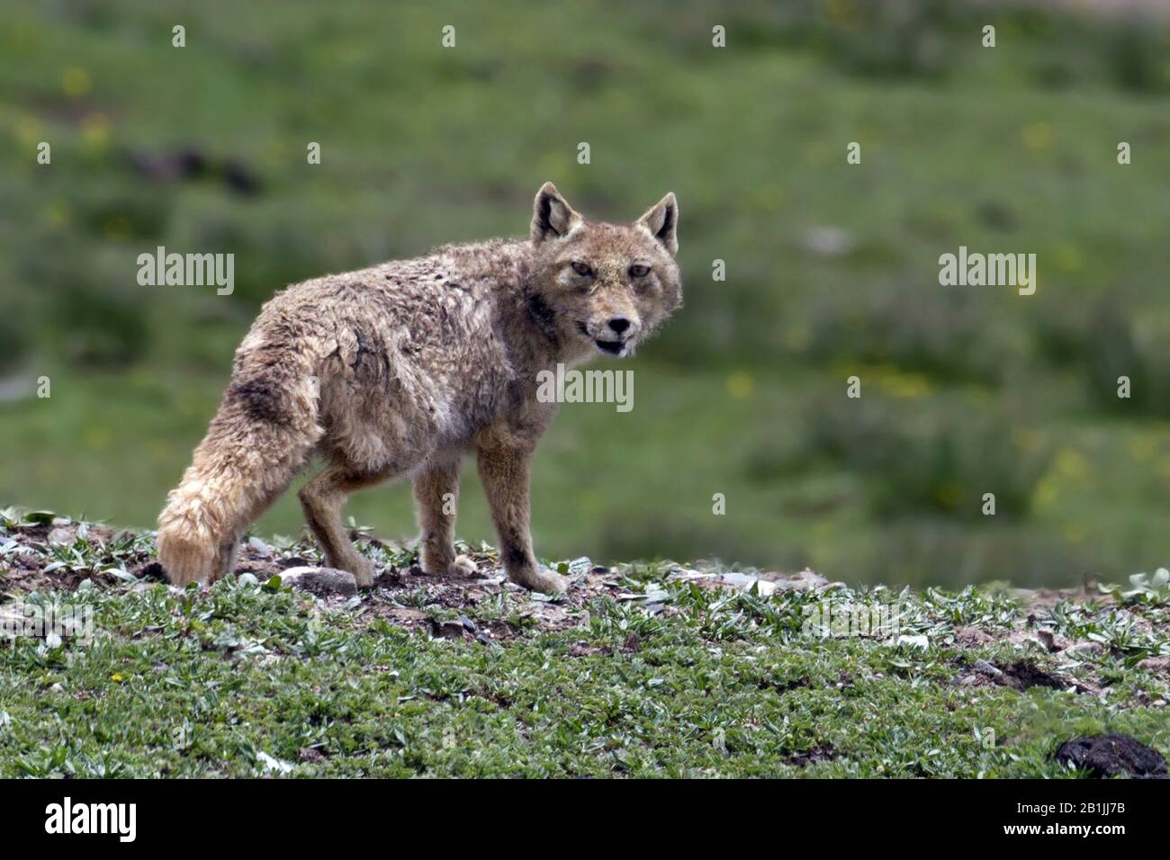 Tibetan Fox Wallpaper