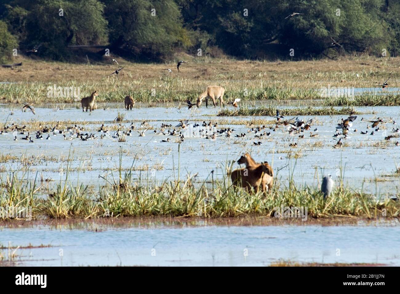 Sambar deer, Sambar (Rusa unicolor, Cervus unicolor), Lake at Bharatpur ...