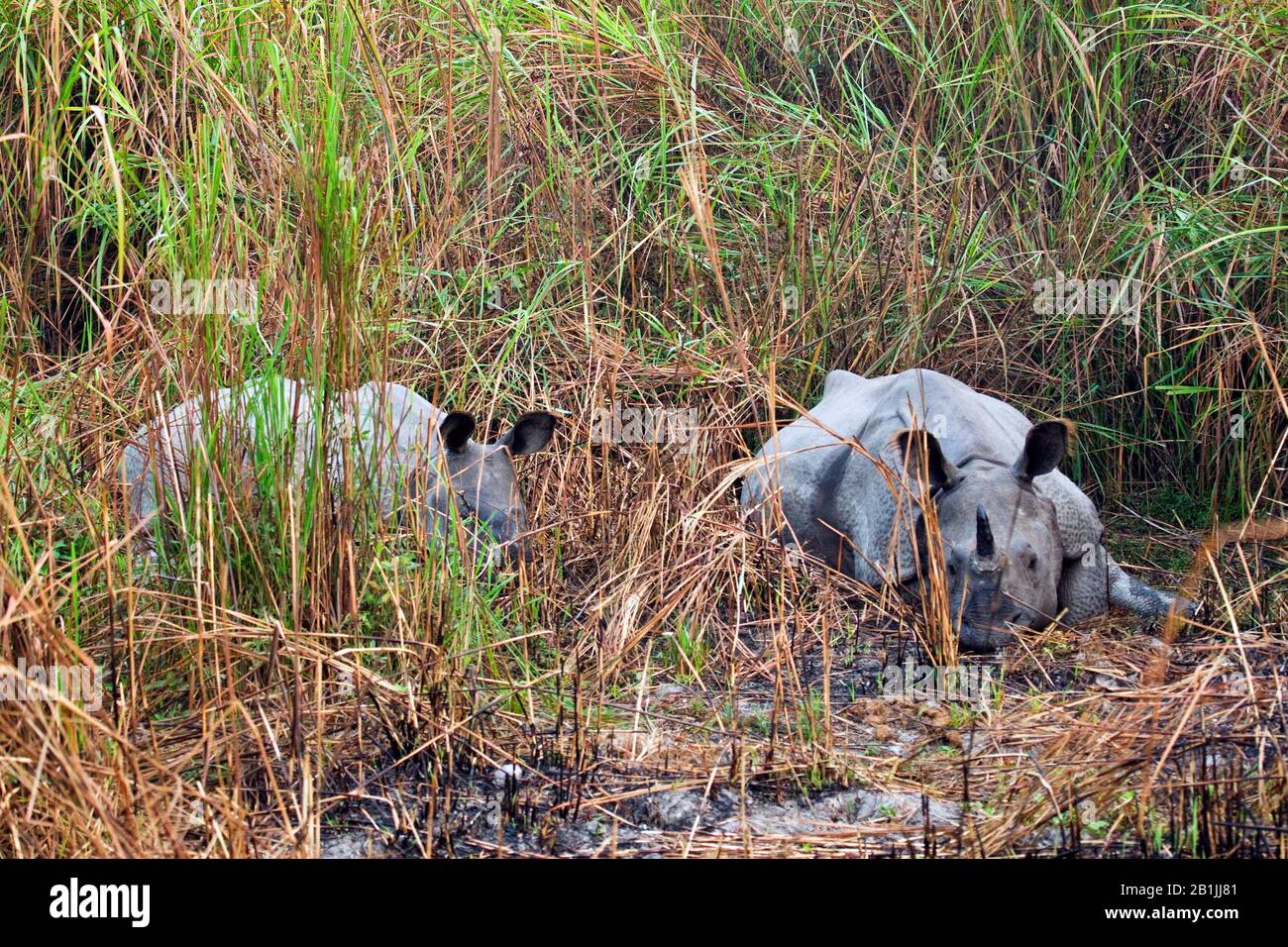 Two horned rhinoceros in india hi-res stock photography and images - Alamy