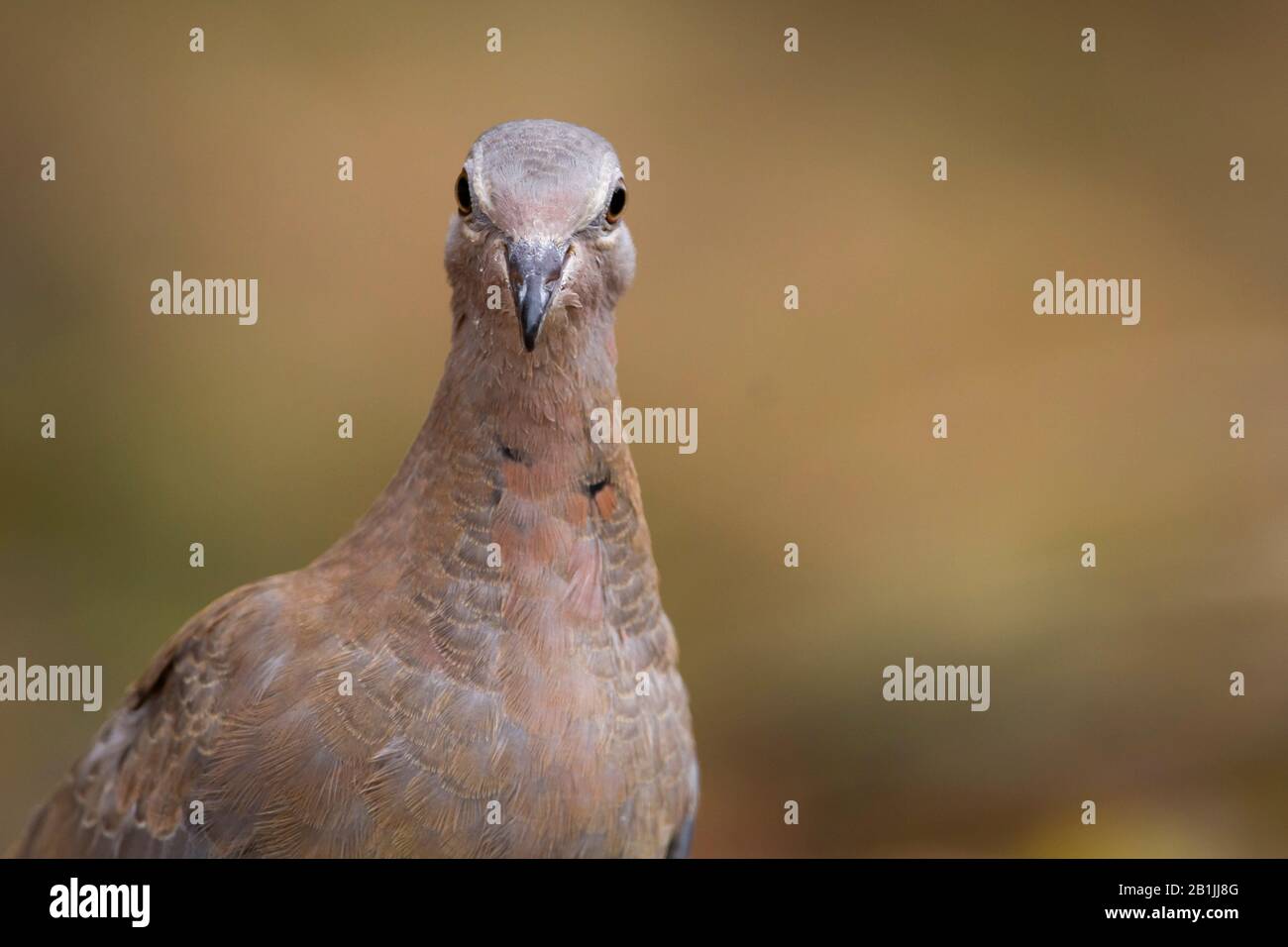 Iranian laughing dove (Streptopelia senegalensis), portrait, Turkey ...