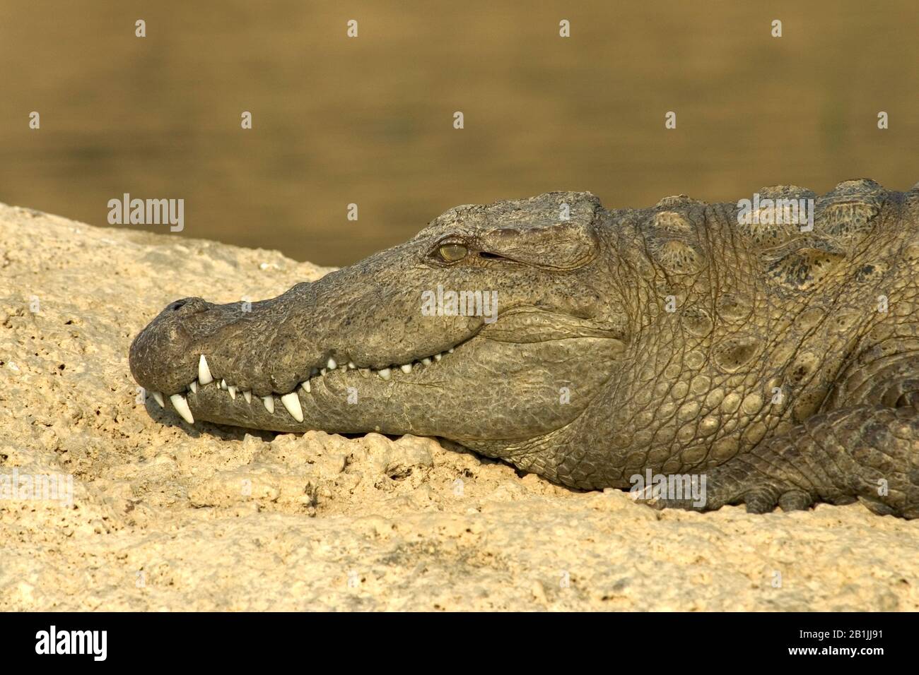 mugger crocodile, mugger, marsh crocodile, broad-snouted crocodile ...