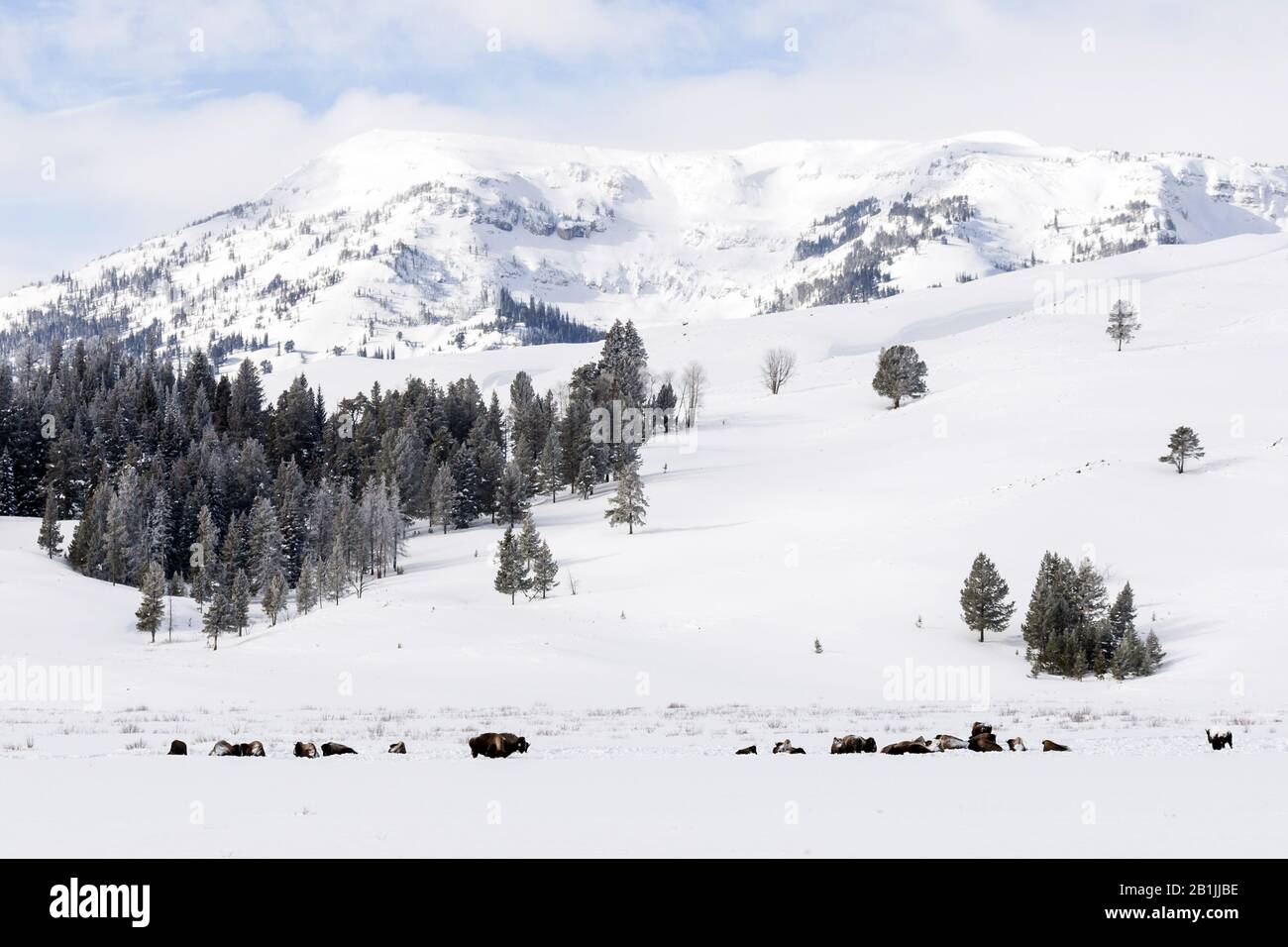 American bison, buffalo (Bison bison), herd resting in snowy landscape ...
