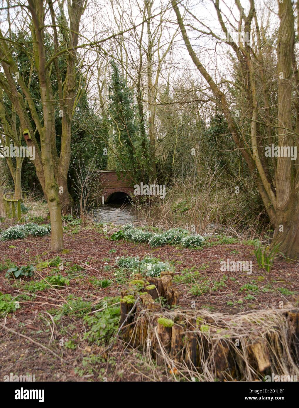 Wild spring flowers blooming alongside a chalk stream, East Yorkshire ...