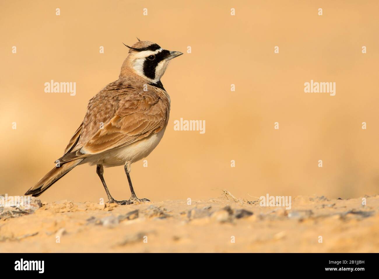Temminck's horned lark (Eremophila bilopha), standing in the desert ...