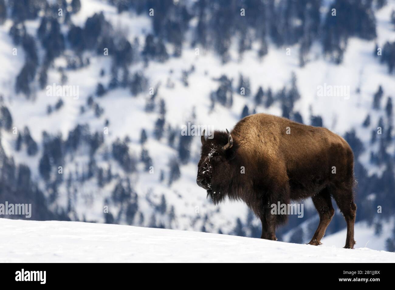 American bison, buffalo (Bison bison), standing in the snow, side view ...