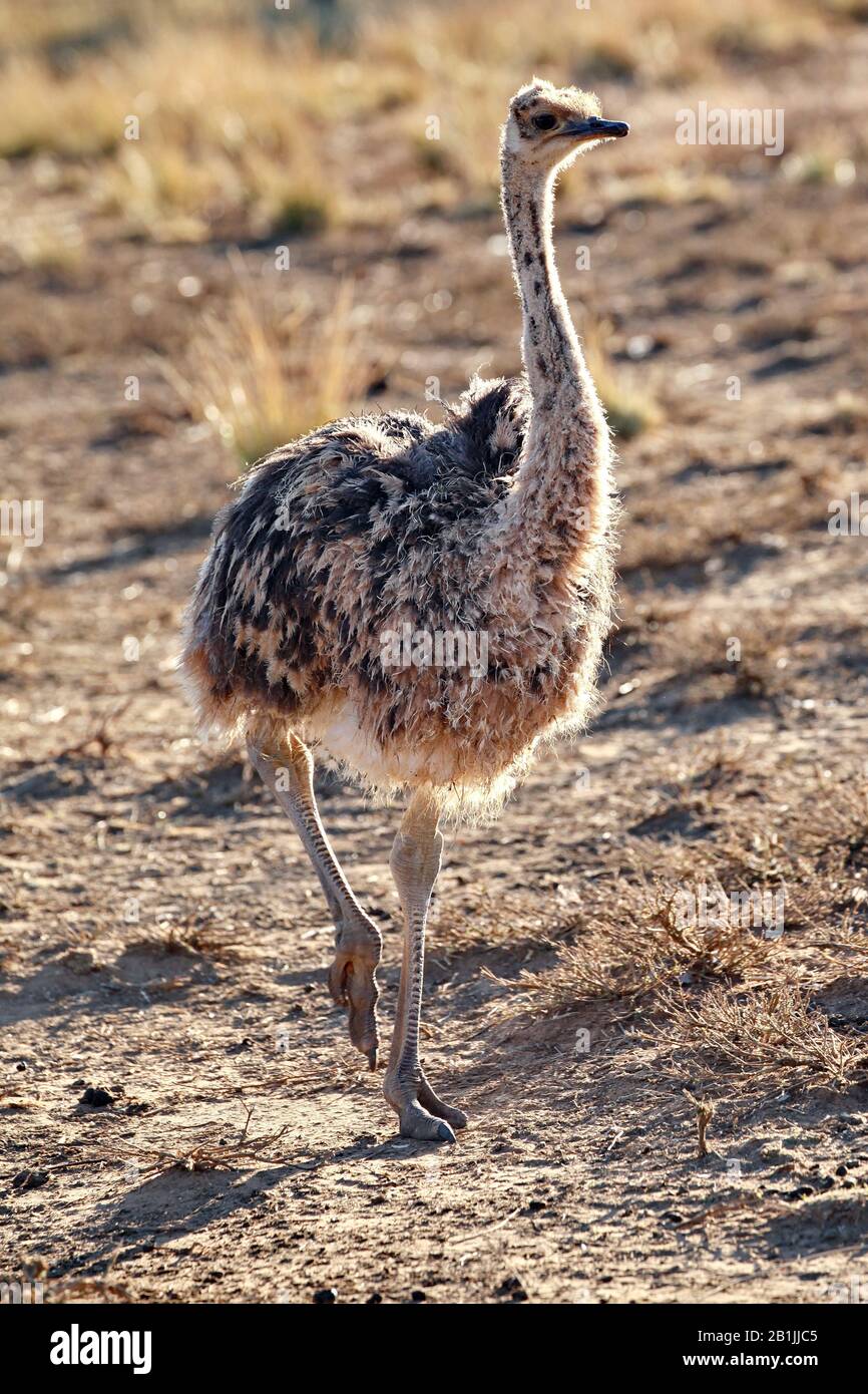 Young ostrich hi-res stock photography and images - Alamy