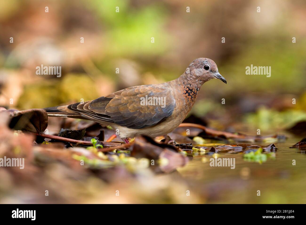 Iranian laughing dove (Streptopelia senegalensis), by the waterside ...