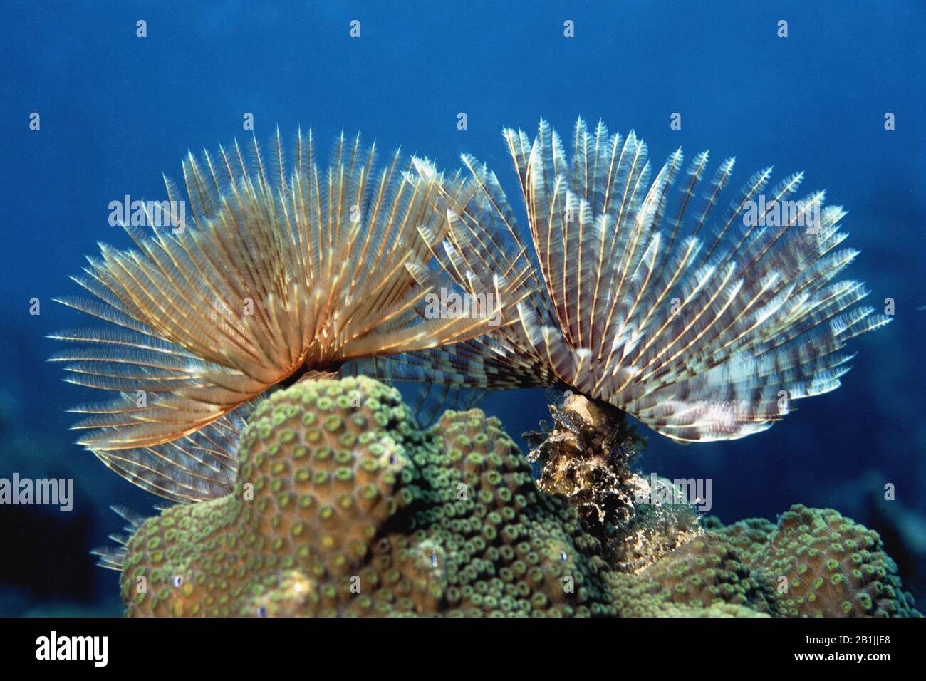 giant Caribbean anemone, pink-tipped anemone, condy anemone, Atlantic ...