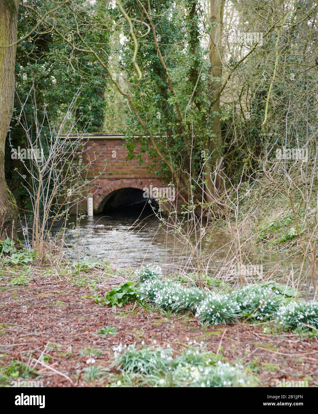 Wild spring flowers blooming alongside a chalk stream, East Yorkshire ...