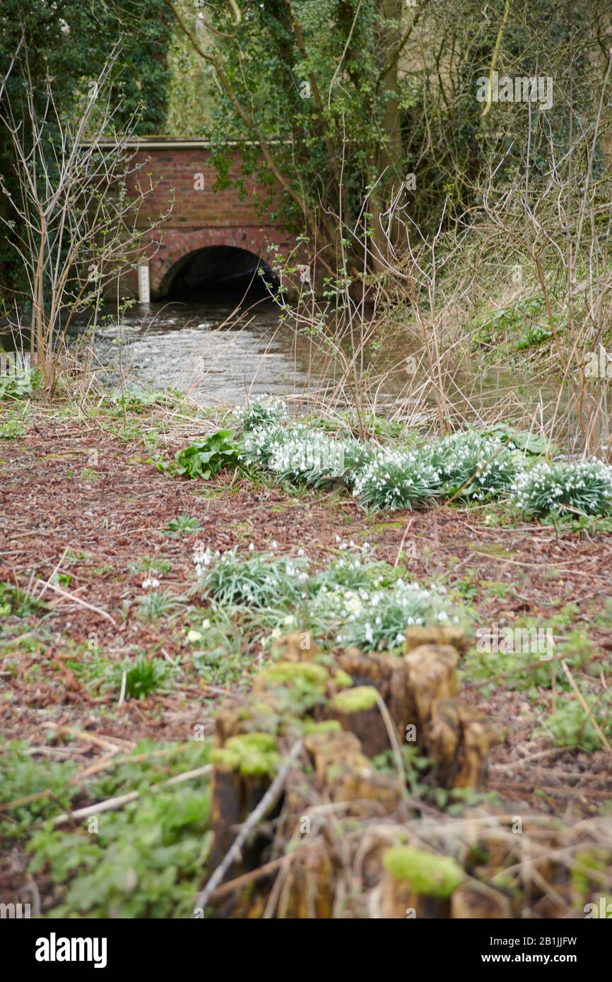 Wild spring flowers blooming alongside a chalk stream, East Yorkshire ...