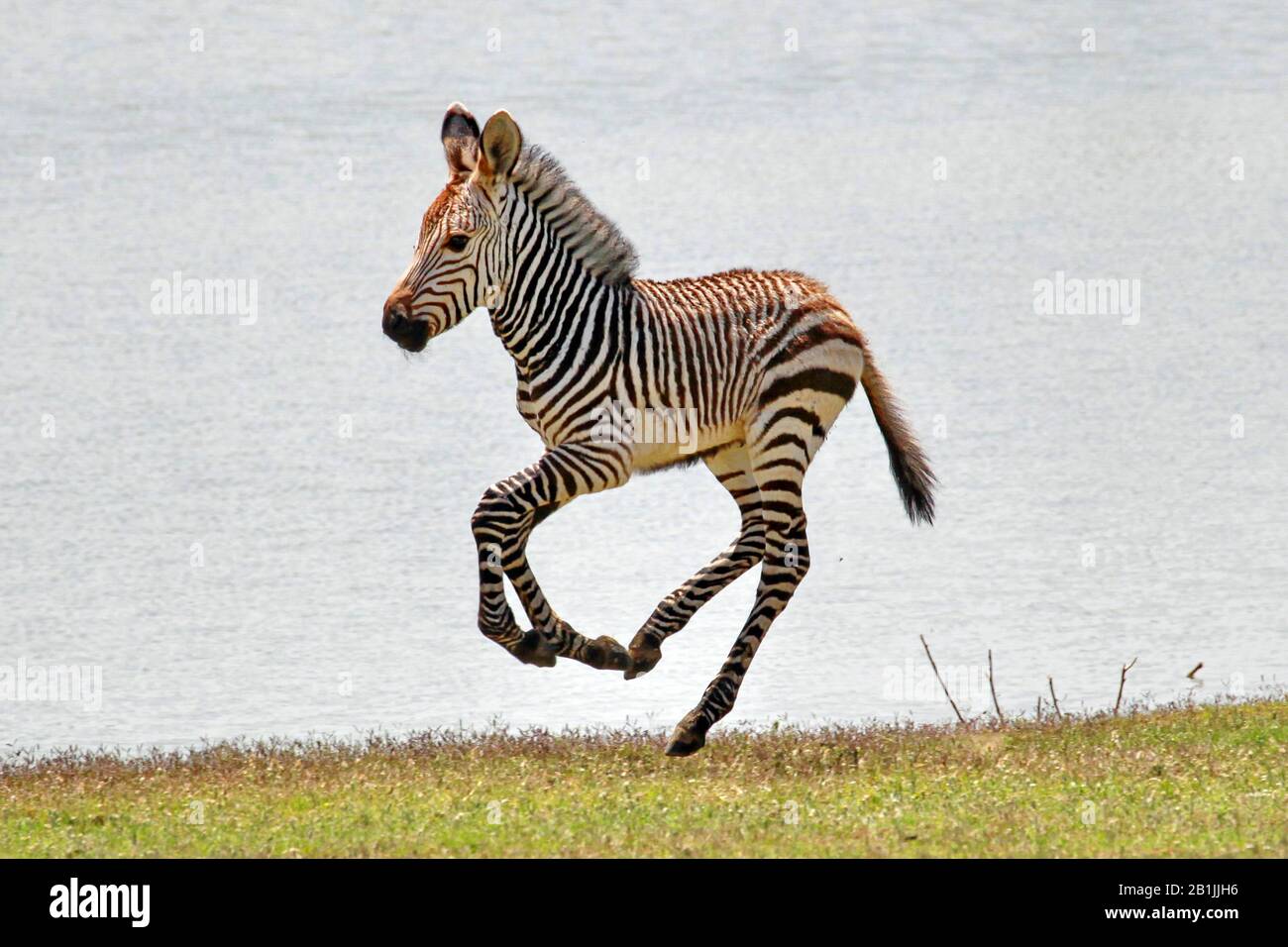 Baby Zebra Running