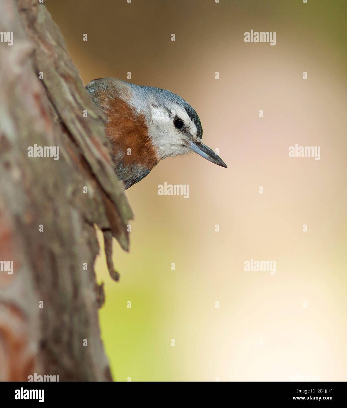 Female nuthatch hi-res stock photography and images - Alamy