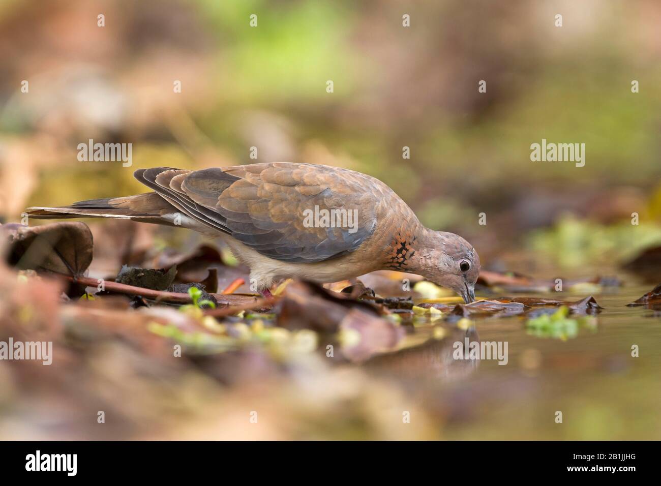Iranian laughing dove (Streptopelia senegalensis), by the waterside ...
