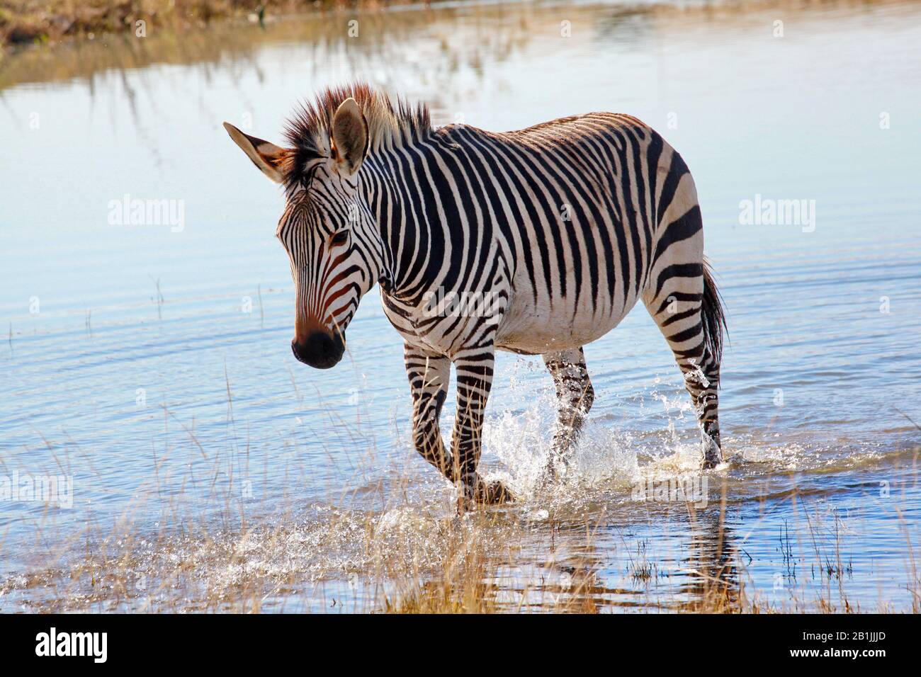Hartmann's Mountain Zebra, Mountain Zebra (Equus zebra hartmannae ...