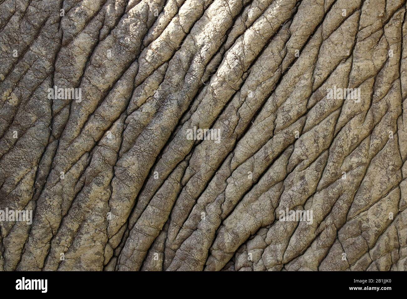 African elephant (Loxodonta africana), skin of an elephant, detail ...