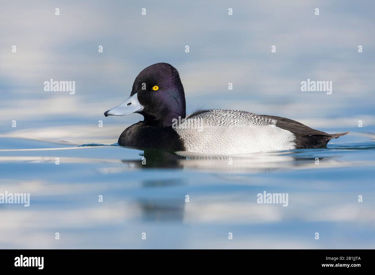 Lesser scaup (Aythya affinis), adult male, France Stock Photo - Alamy