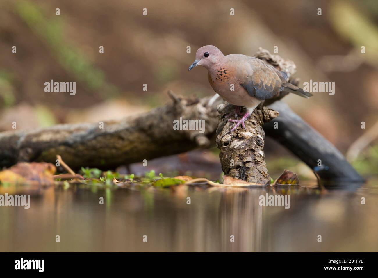 Iranian laughing dove (Streptopelia senegalensis), by the waterside ...