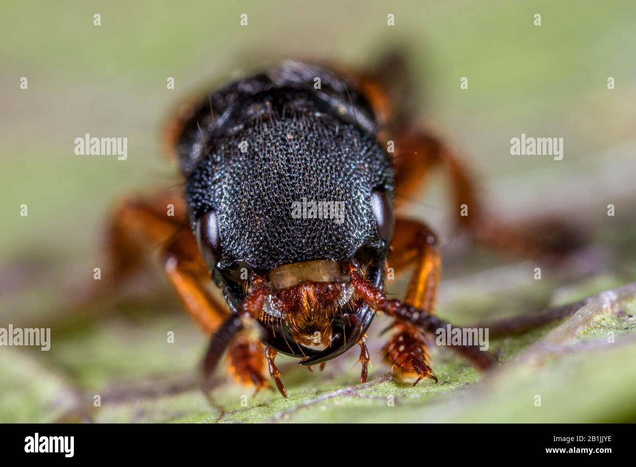 rove beetle (Platydracus stercorarius), portrait, front view, Germany ...
