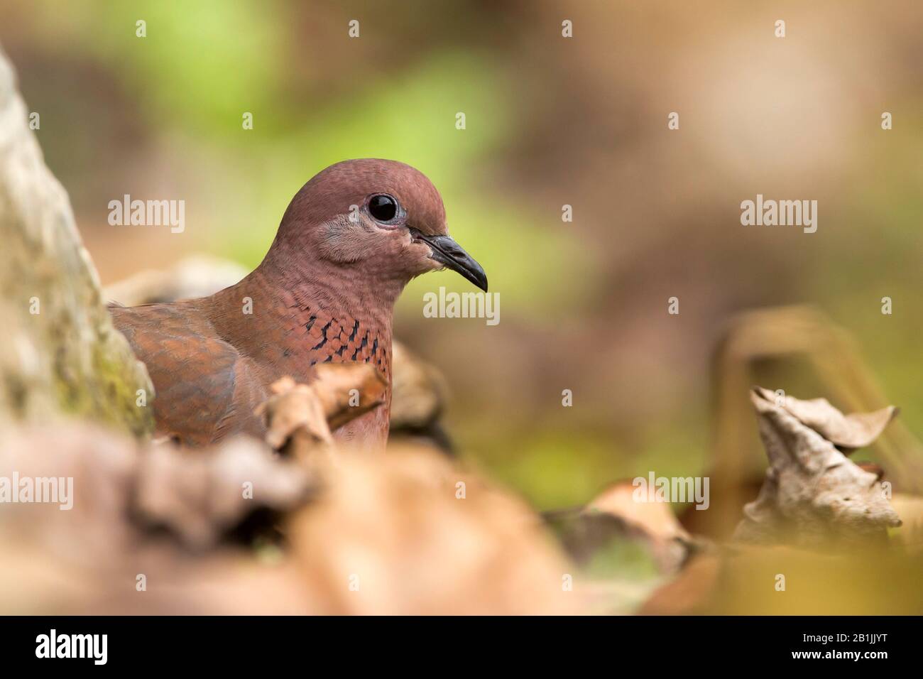 Laughing pigeon hi-res stock photography and images - Alamy