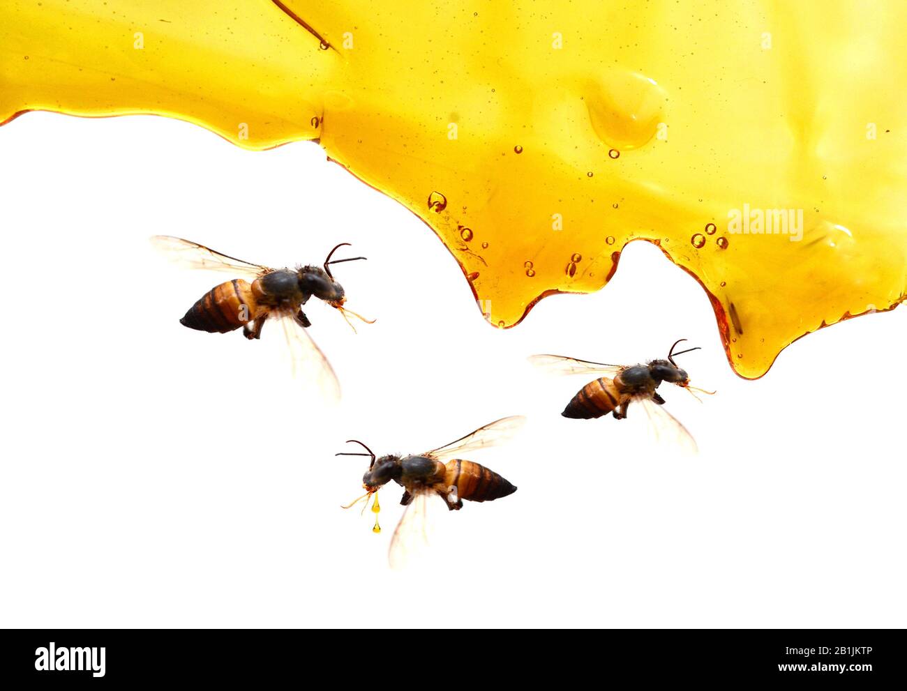 Healthy Bees Stock Photos & Healthy Bees Stock Images - Alamy