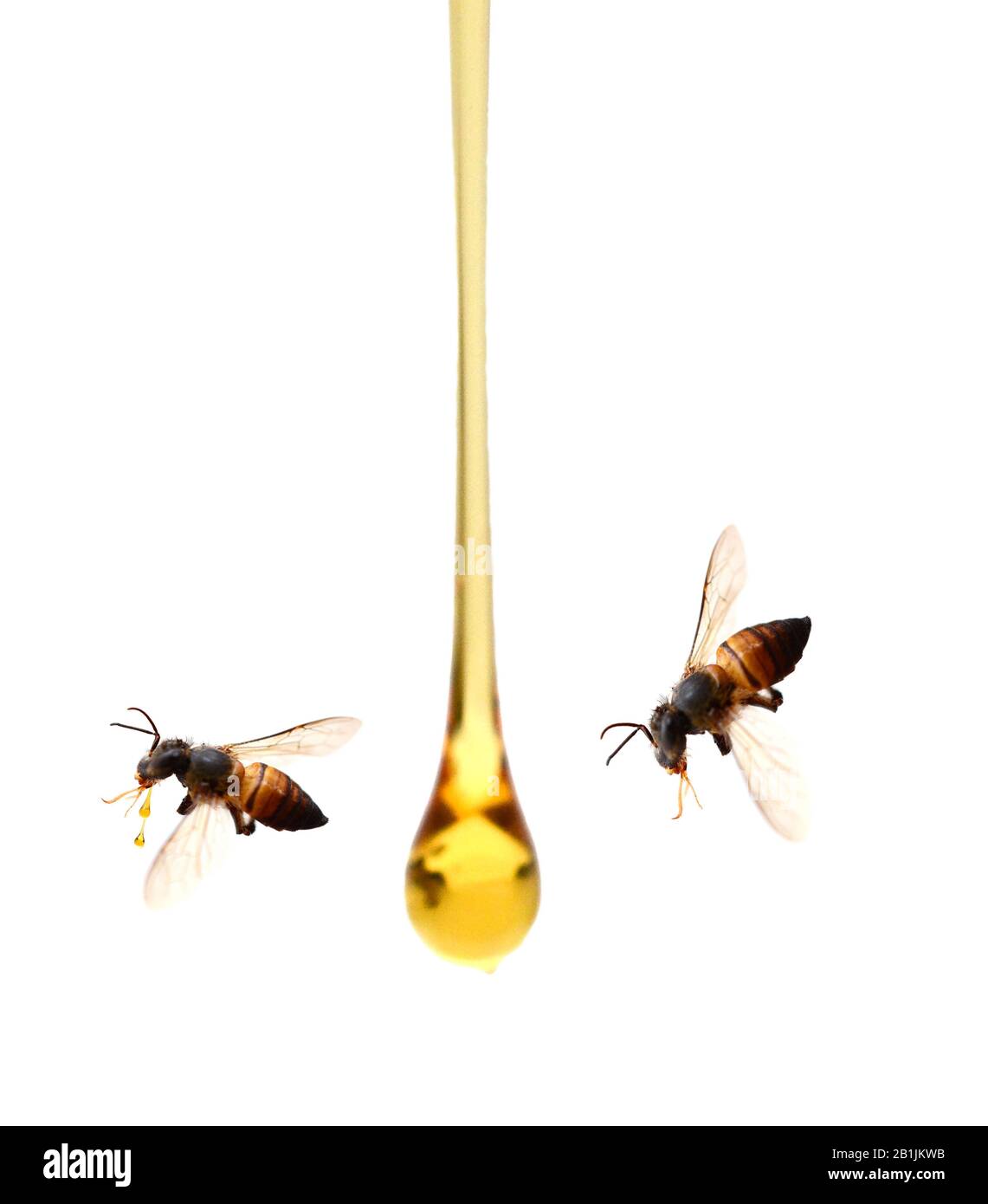 Working bees Cut Out Stock Images & Pictures - Alamy