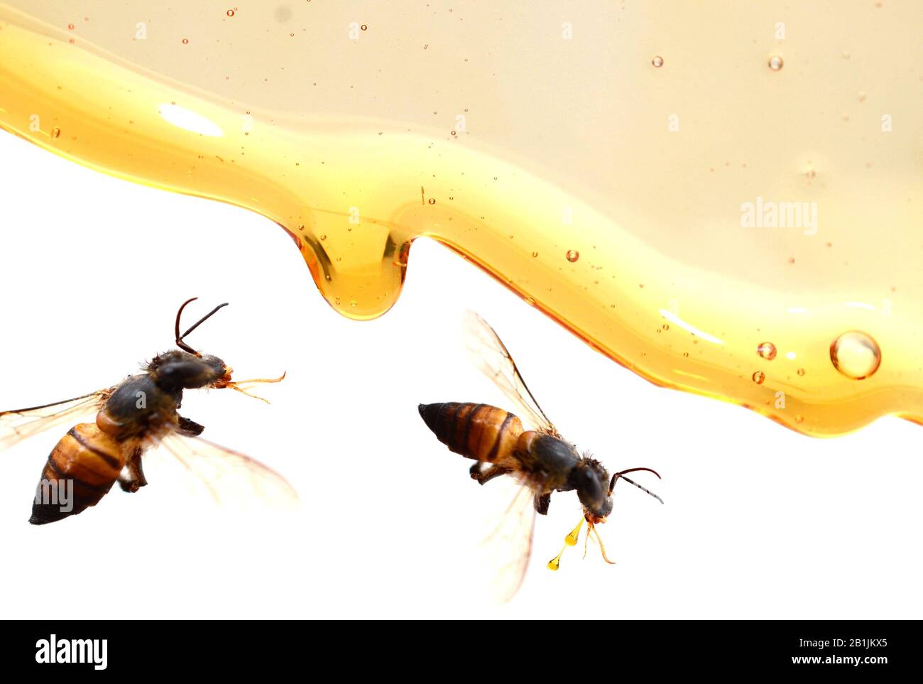 Swarm of busy bumble bees Stock Photo - Alamy